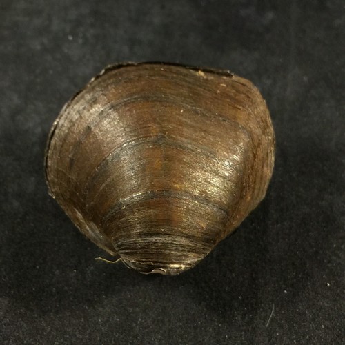 Fresh Water Fusconaia flava, USA, 38,1mm, F+, BEAUTIFUL!!! | eBay