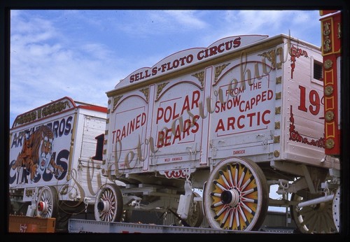 Circus World Museum Sells Floto Polar Bear Wagon Train 1980s 35mm Slide ...