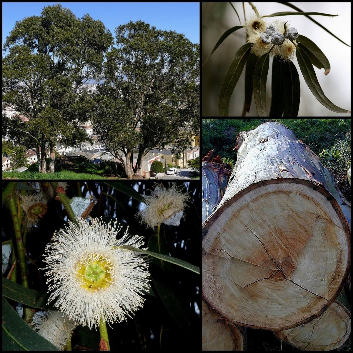 Eucalyptus Gum Trees Eucalyptus Tereticornis”Qld Blue Gum” Paten