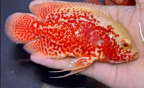 A+++ Super Red Nemo Oscar’s (2.5-3.5”) Live Freshwater Fish | eBay