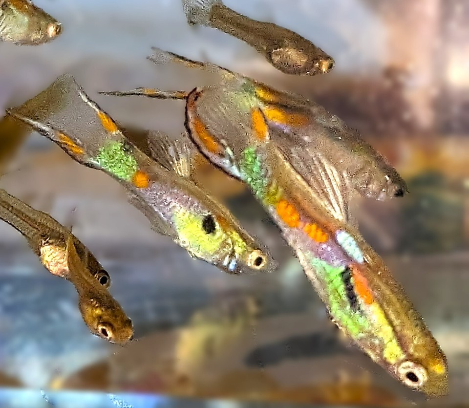 PK Endlers Fancy Guppy/Endlers Hybrids - CHOOSE OPTIONS | eBay