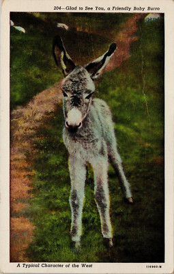 Postcard GLAD TO SEE YOU - Burro - Pioneer Characters of Old West | eBay