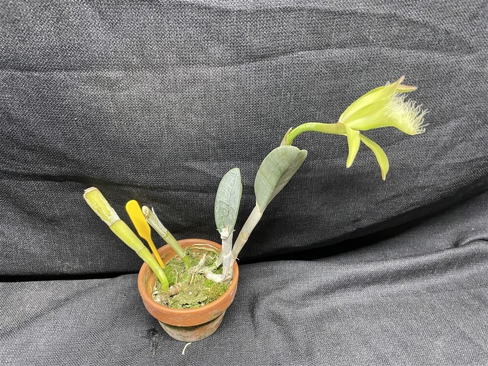 B. digbyana `Fiddlesticks' Original Species Cattleya Orchid Plant | eBay