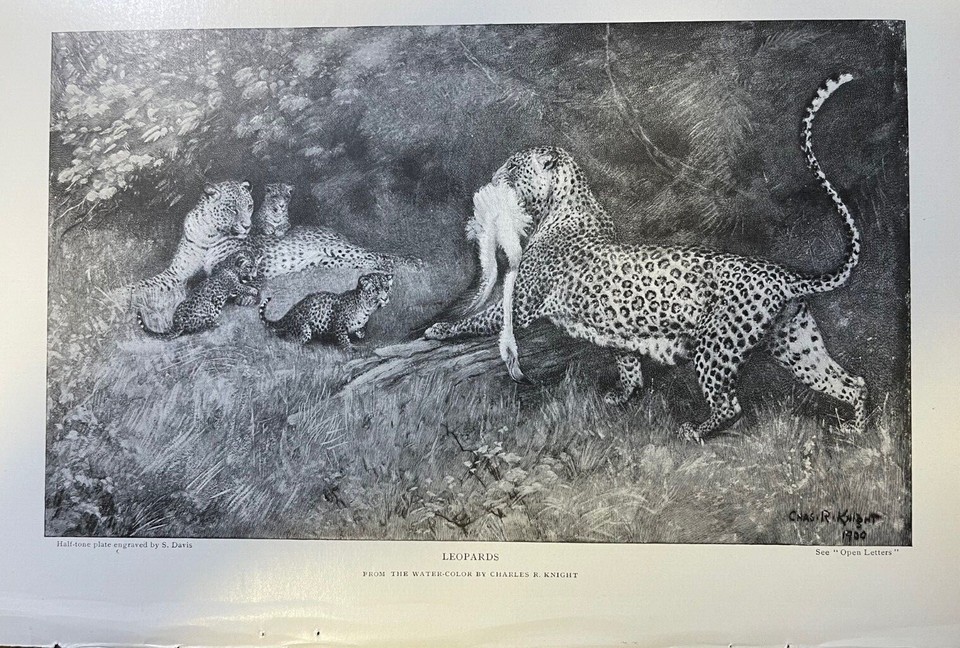 1909 Vintage Magazine Illustration Leopards by Charles R. Knight | eBay
