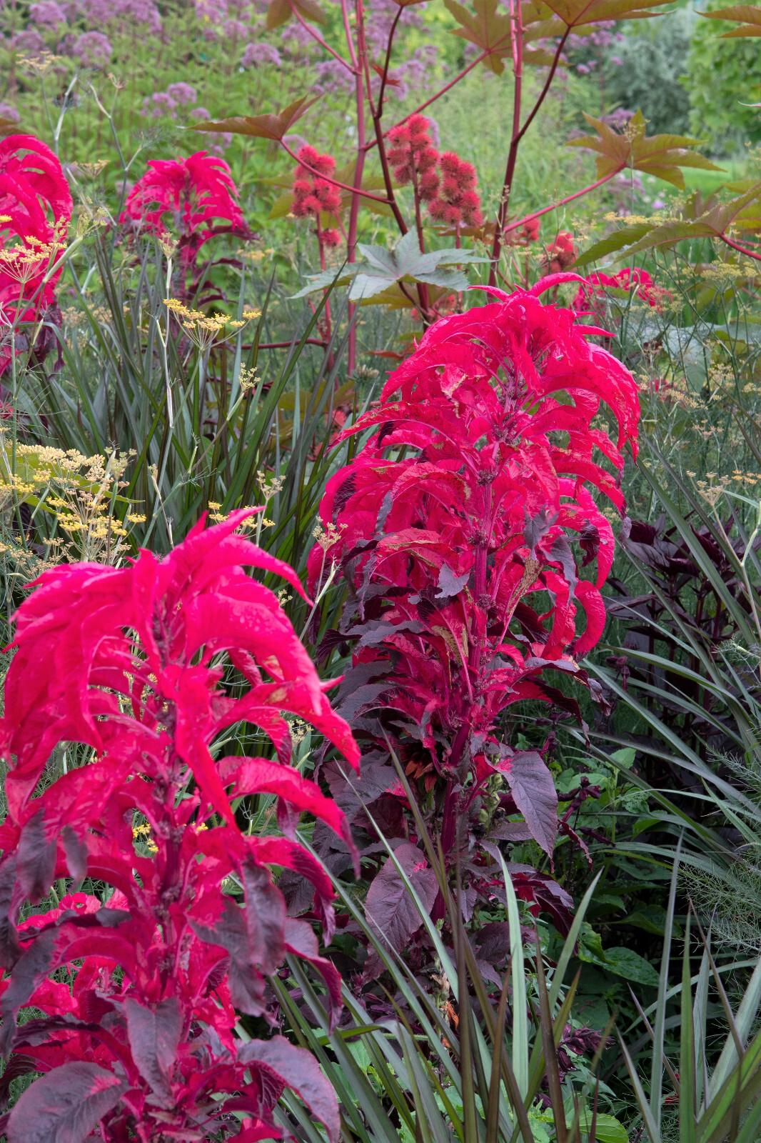 100 AMARANTHUS EARLY SPLENDOR Tricolor Hypochondricus Flower Seeds ...
