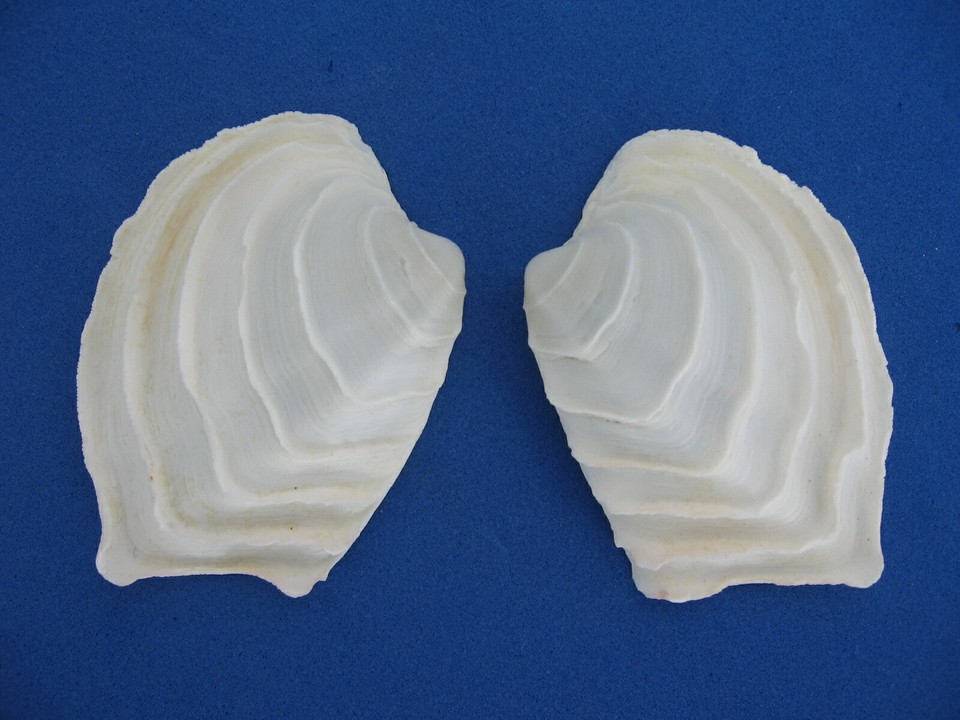 Callanaitis disjecta venus wedding cake seashell shell 2 1/4" | eBay