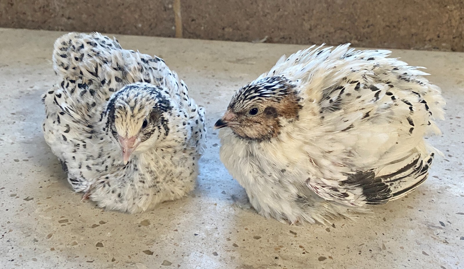 20 Jumbo Pearl Fee Coturnix Quail Hatching Eggs-Ships UPS 2nd Day Air ...