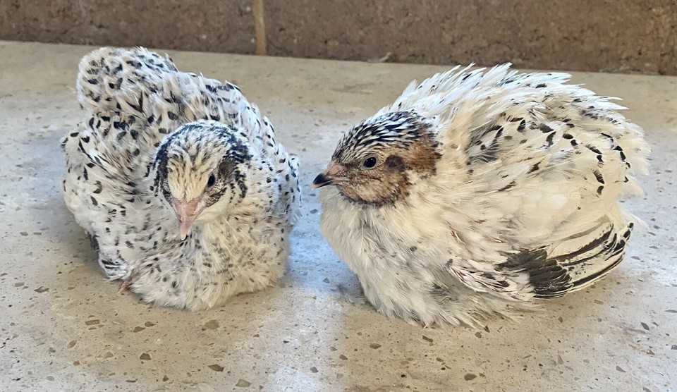 20 Jumbo Pearl Fee Coturnix Quail Hatching Eggs-Ships UPS 2nd Day Air ...