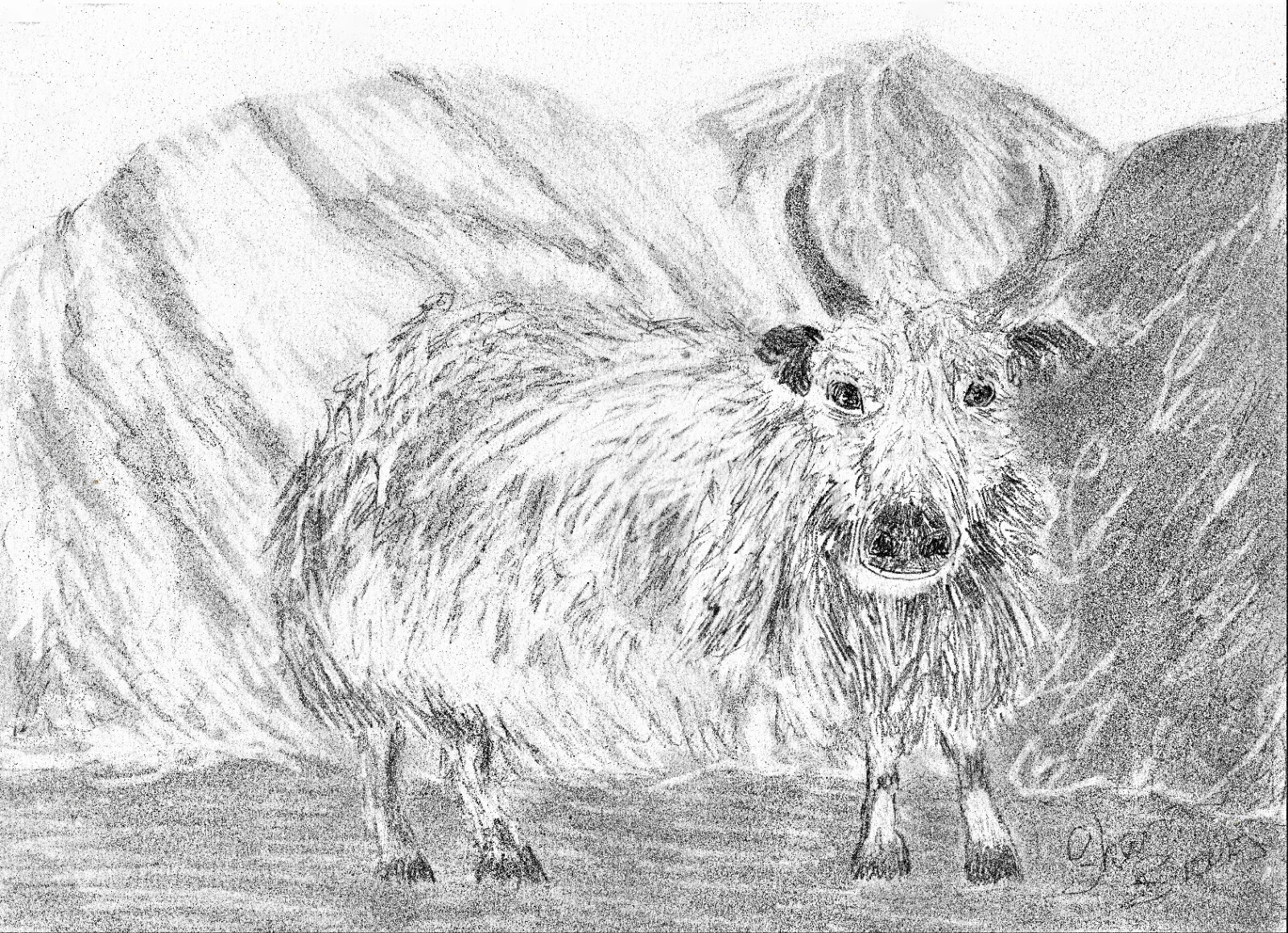 Yak Pencil Sketch by Sharon Louise Brooks | eBay UK