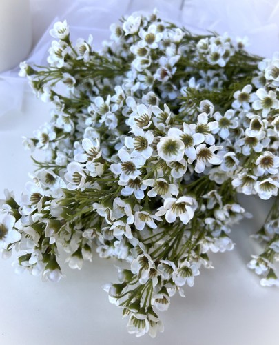 Geraldton Wax Flower Stem Australian Native Flowers White Wax Faux ...