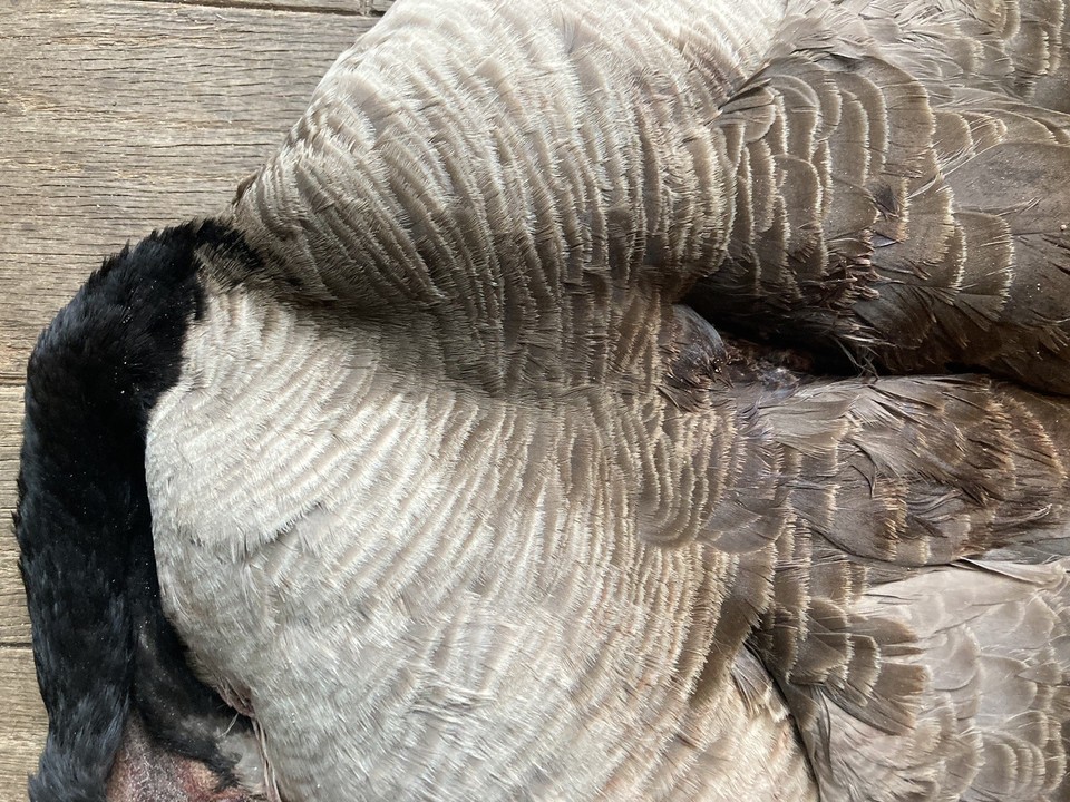 Canada Goose Full Skin 2 Wings Fly Fishing Feathers Fly Tying Only | eBay