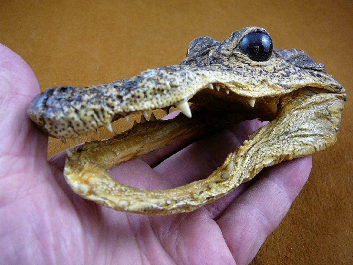 (G-Def-155) 5-1/8" Deformed Gator ALLIGATOR Aligator HEAD teeth ...