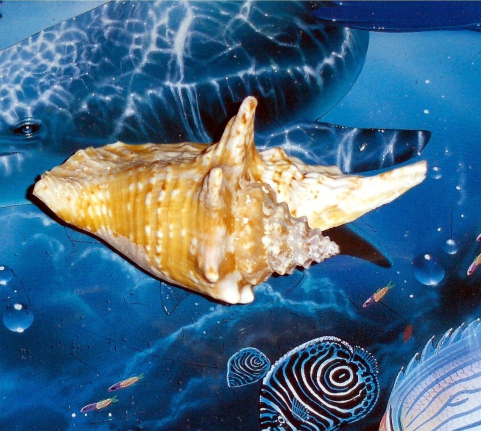 4" to 5-1/2" ROOSTER CONCH, STROMBUS GALLUS SEA SHELL, BEACH DECOR ...
