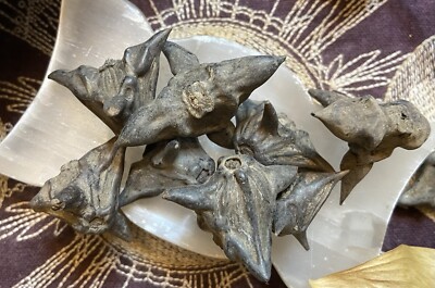 Water Caltrops, Trapa Natans, Devil Pods, Protection from Evil Spirits ...