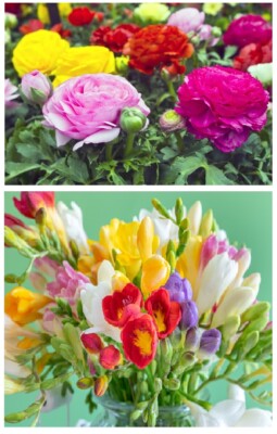 20 Ranunculus & Freesia MIX Summer Flowering Bulbs Garden Perennial ...