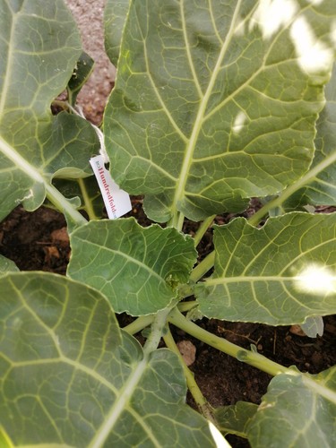 VATES Collard Vegetable 200 Seeds - Brassica oleracea Non-GMO ...