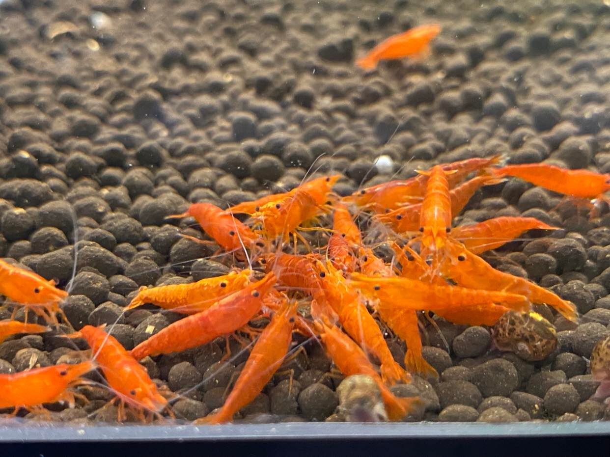 Orange Neocaridina Shrimp 10+ FREE USPS PRIORITY SHIPPING | eBay