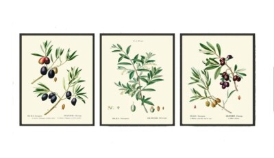 Vintage Olives Print Set of 3 Wall Art Antique Olive Tree Branch Italy ...