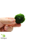ALL sizes MARIMO MOSS BALLS Cladophora live aquarium plant fish tank shrimp nano | eBay