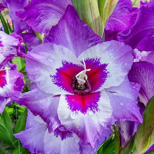 5pc Vista -PASSOS Bulbs | eBay