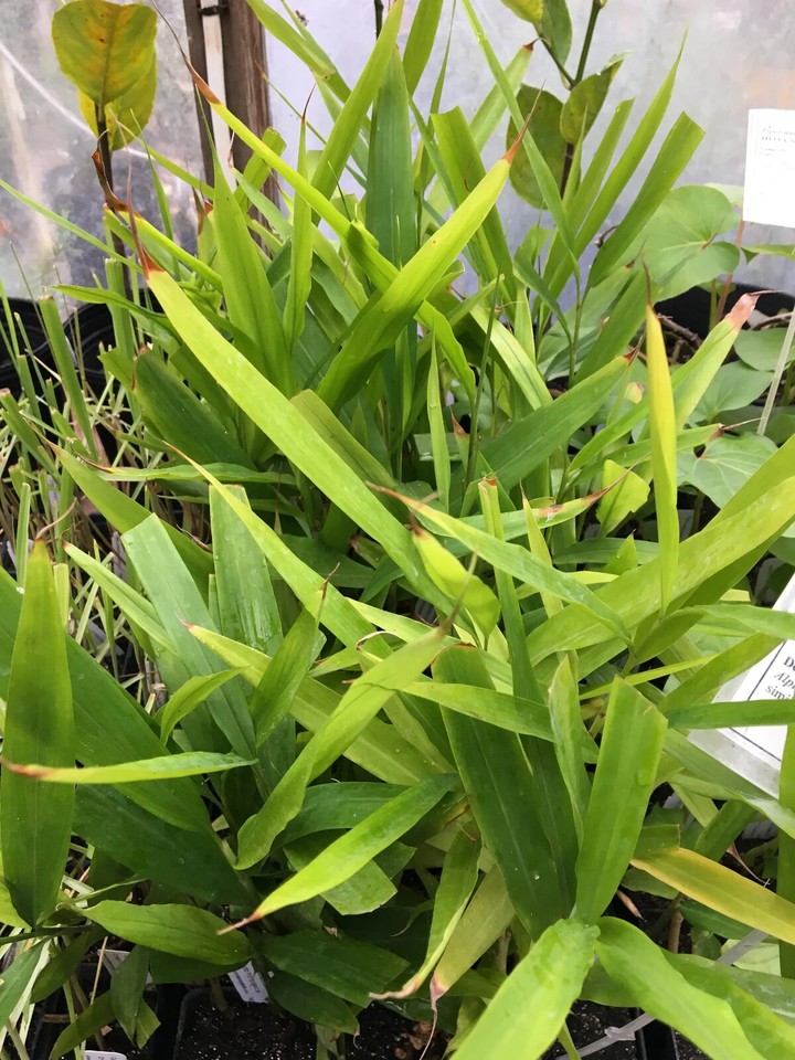 Alpinia officinarum/Lesser Galangal - 4" pot | eBay