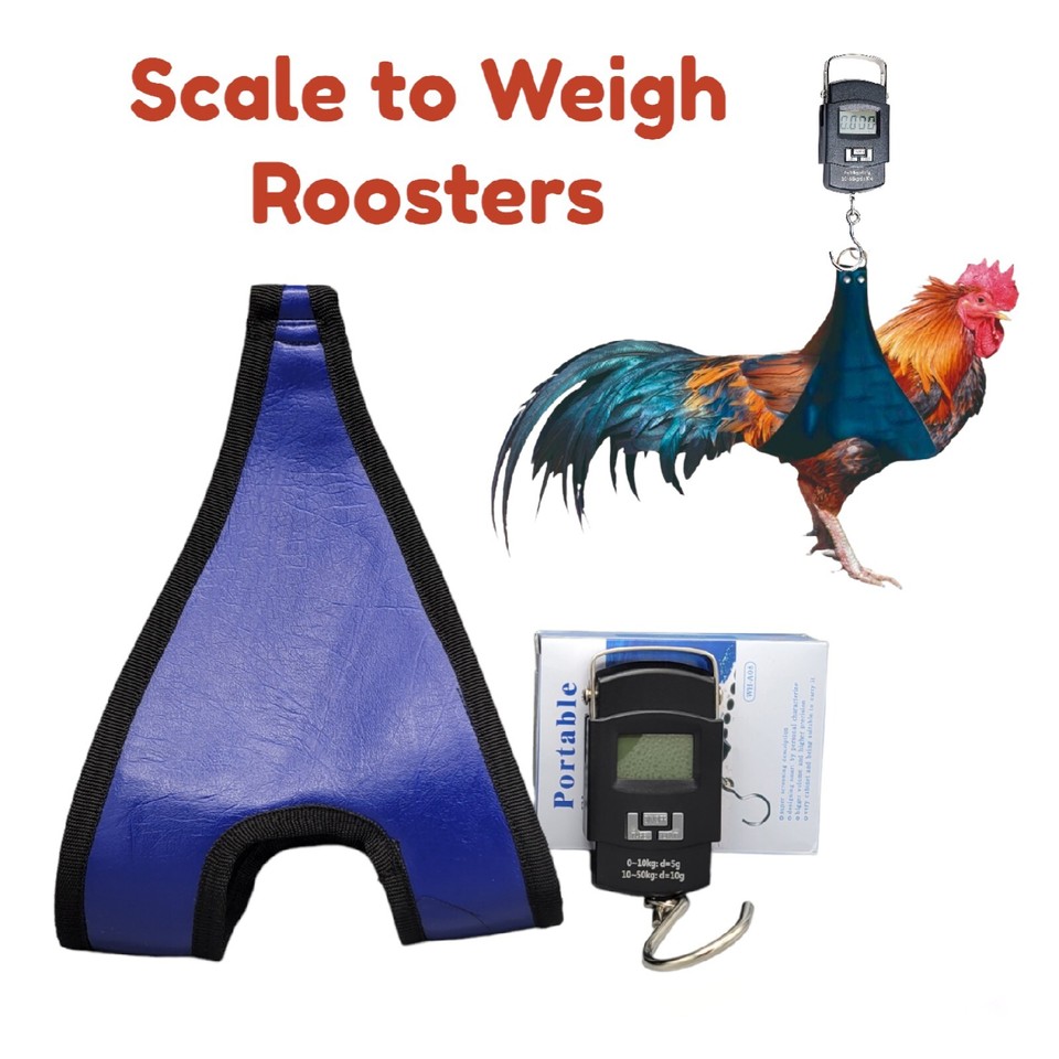 Scale To Weight for Rooster, hen BALANZA PARA GALLOS, POLLOS, GALLINAS ...