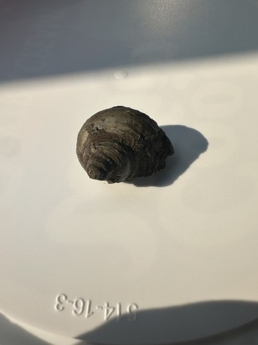 HUGE! Pyrite Gastropod From Kentucky! Very Rare!🔥 | eBay