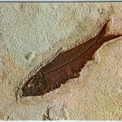 c1970s Wyoming Knightia Fossil Fish Green River Formation 4x6 PC Eocene ...