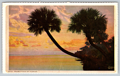 c1960s Palmettoes of Florida Palm Trees Reproduction Vintage Postcard ...