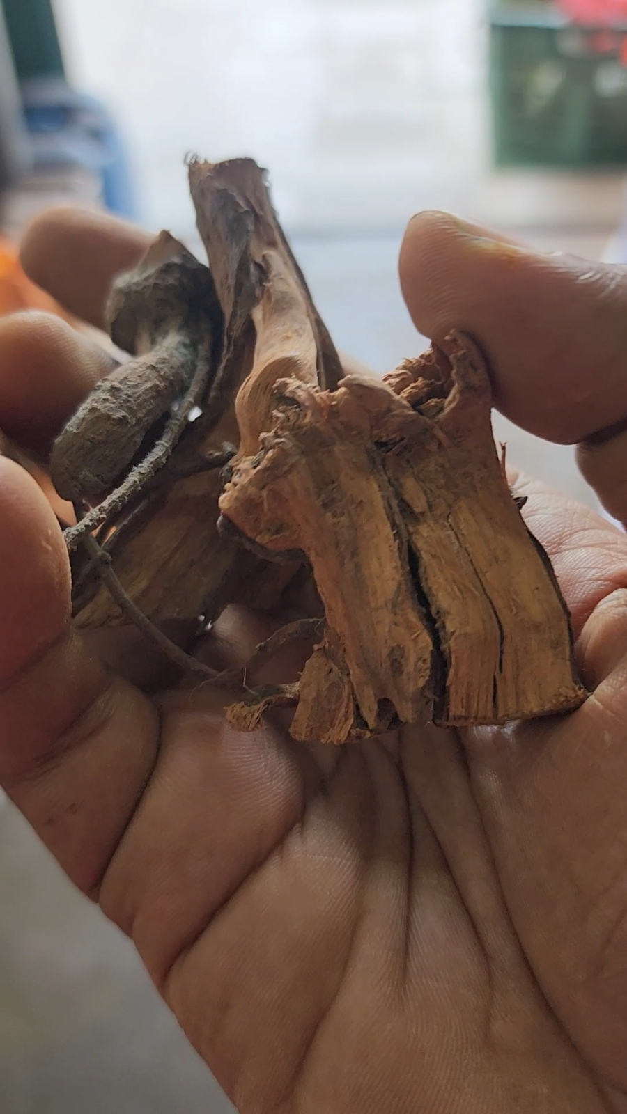 Plumbago indica Chitrak Mool root Plant Bark Ceylon Leadwort Skin Care ...