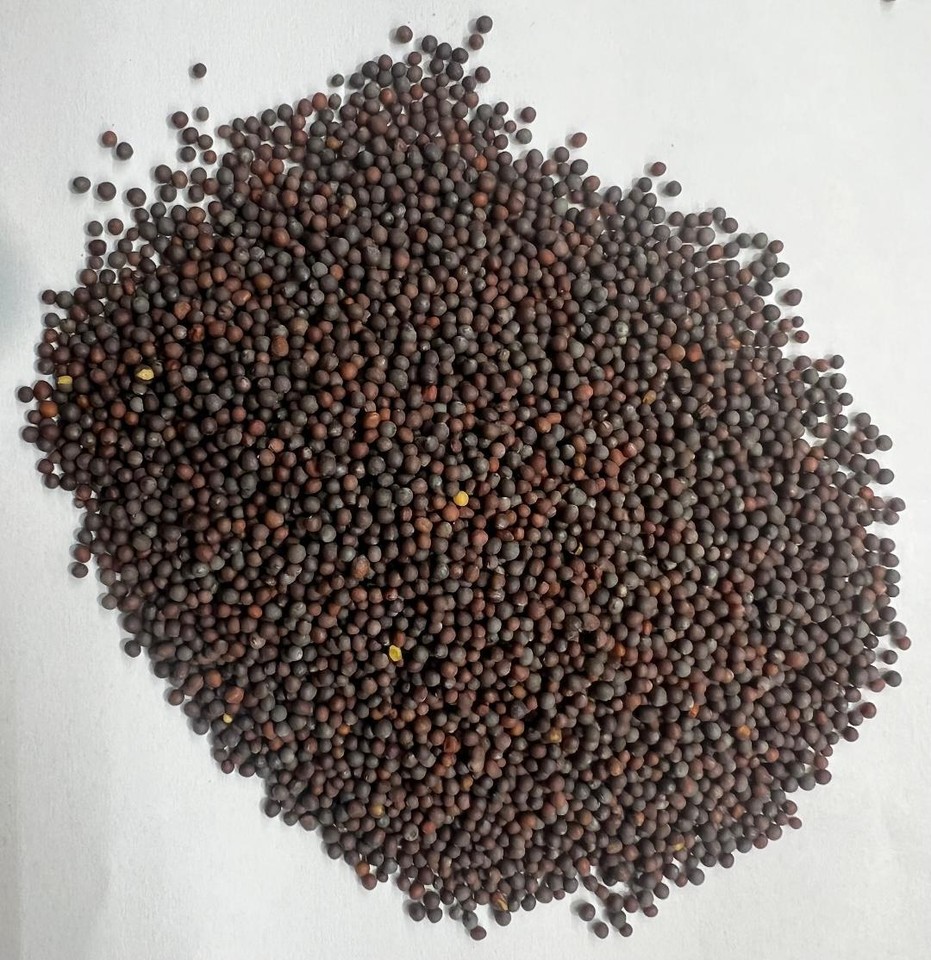 Bulk Wholesale Seasoning, Herbs & Spice (select Spice from drop down ...