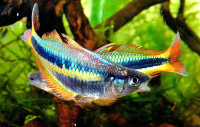 6 Alleni Rainbowfish Fish TANK BRED!! HIGH QUALITY!! (Wapoga ...