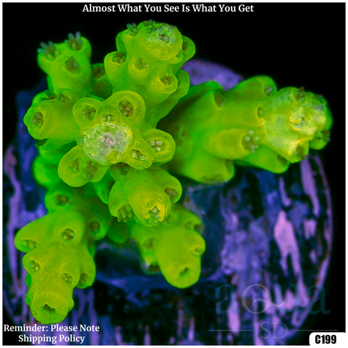 159 AquaSD Live Corals/Frags - Yellow Austera Acropora - Aqua SD | eBay