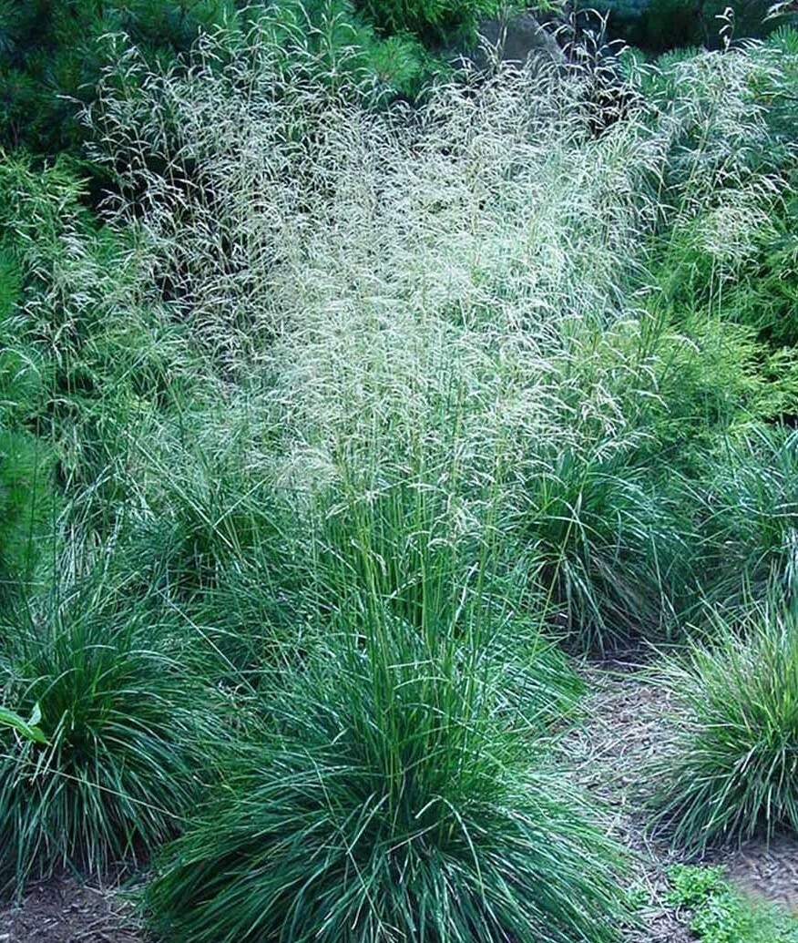 Deschampsia Cespitosa Pixie Fountain