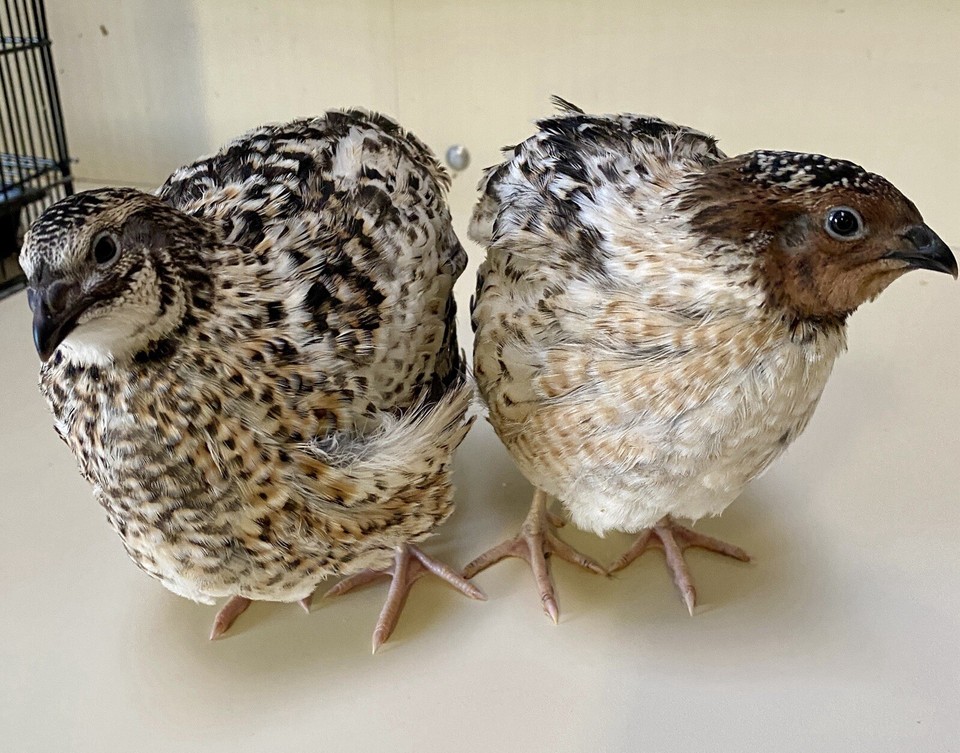 20-Jumbo Pansy/Rotkoph Coturnix Quail Hatching Eggs-Ships UPS 2nd Day ...
