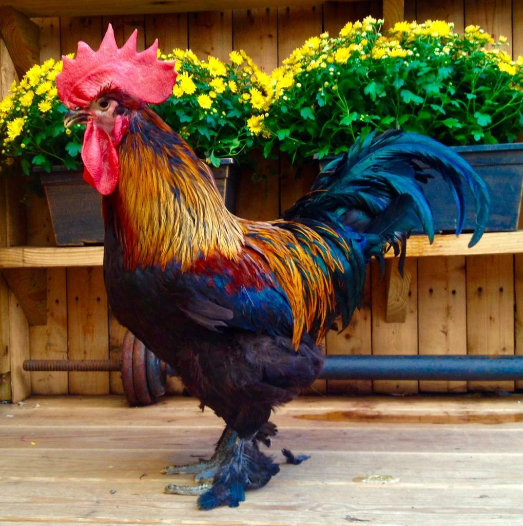 Blue Splash Maran Eggs