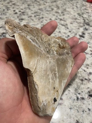 GNARLY PATHOLOGICAL MEGALODON SHARK TOOTH SUMMERVILLE LANDSITES FOSSIL ...