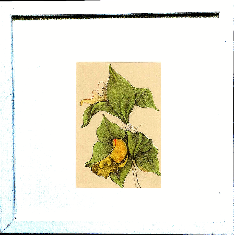 Bruno Bruni > Orchidea 2