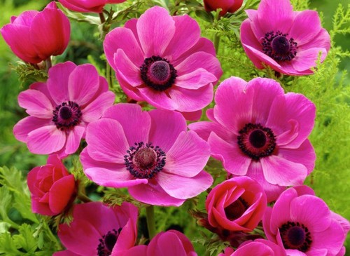 20 ANEMONE CORONARIA PINK SYLPHIDE BULB BEAUTIFUL SPRING SUMMER FLOWER ...