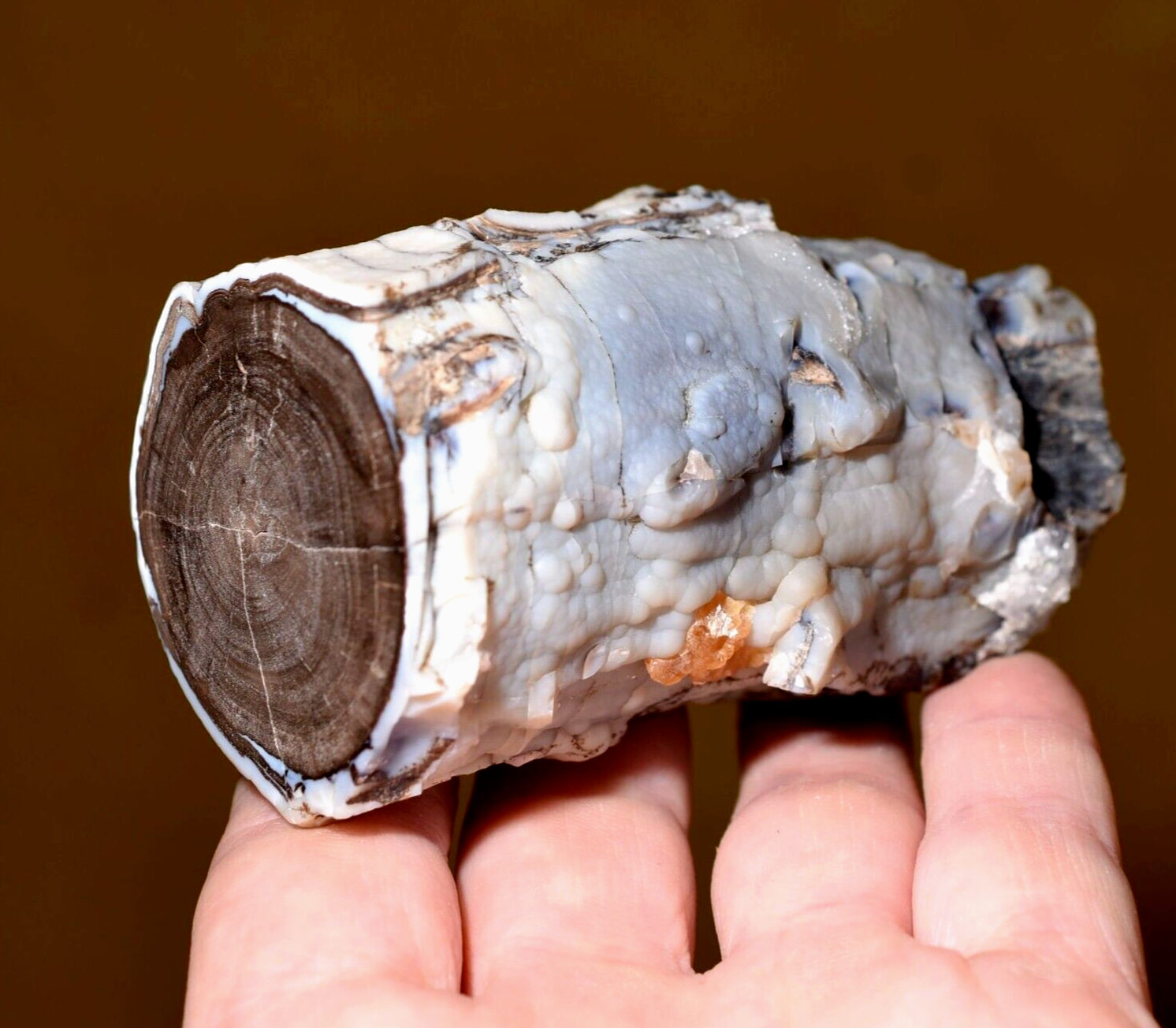 !WOW! Blue Forest Botryoidal Agatized Petrified Eocene Wood Tree Branch ...