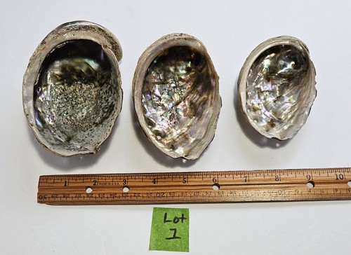 Vintage Natural Abalone Sea Shell Lot Unpolished Shells Smudge Mother ...