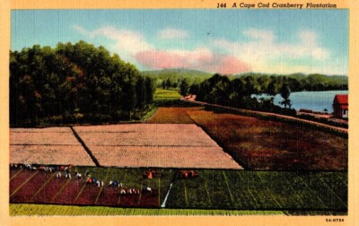 Cape Cod MA-Massachusetts Cranberry Plantation Scenic View Vintage ...