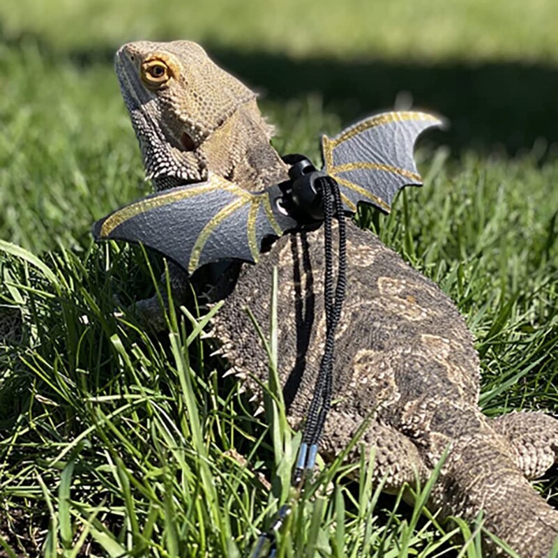 Bearded Dragon Harness and Leash Set Adjustable Soft Comfortable 3Pcs ...