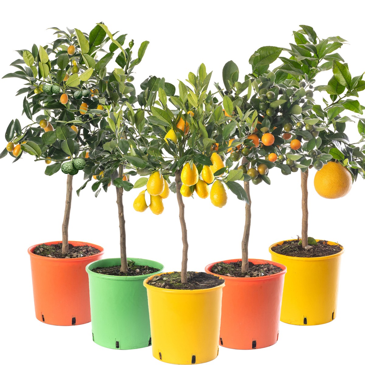 Grapefruit Tree Indoor