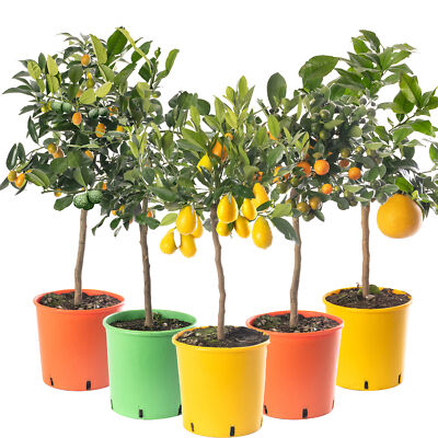 Assorted Indoor Citrus Trees Collection Lemon, Lime, Orange, Grapefruit ...