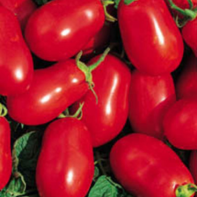 Tomato - Roma VF - Plum - Italian favourite - 40 seeds | eBay