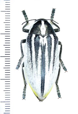 Buprestidae, Julodis cailliaudi ssp. spectabilis Gory, 1840, Saudi ...