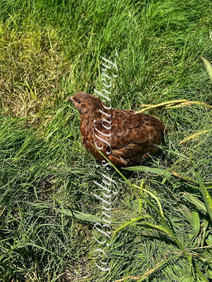 Red Range 10+ Fertile Hatching Eggs Quail | eBay