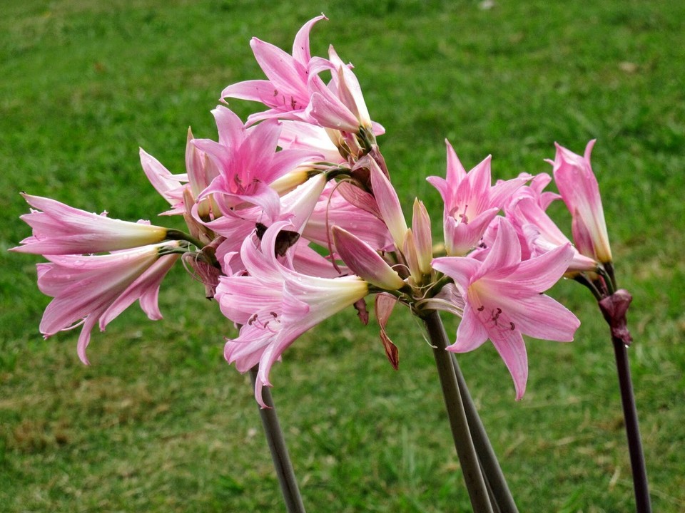 AMARYLLIS BELLADONNA NAKED LADY FLOWER BULBS HARDY ZONES 7-10 FRAGRANT ...