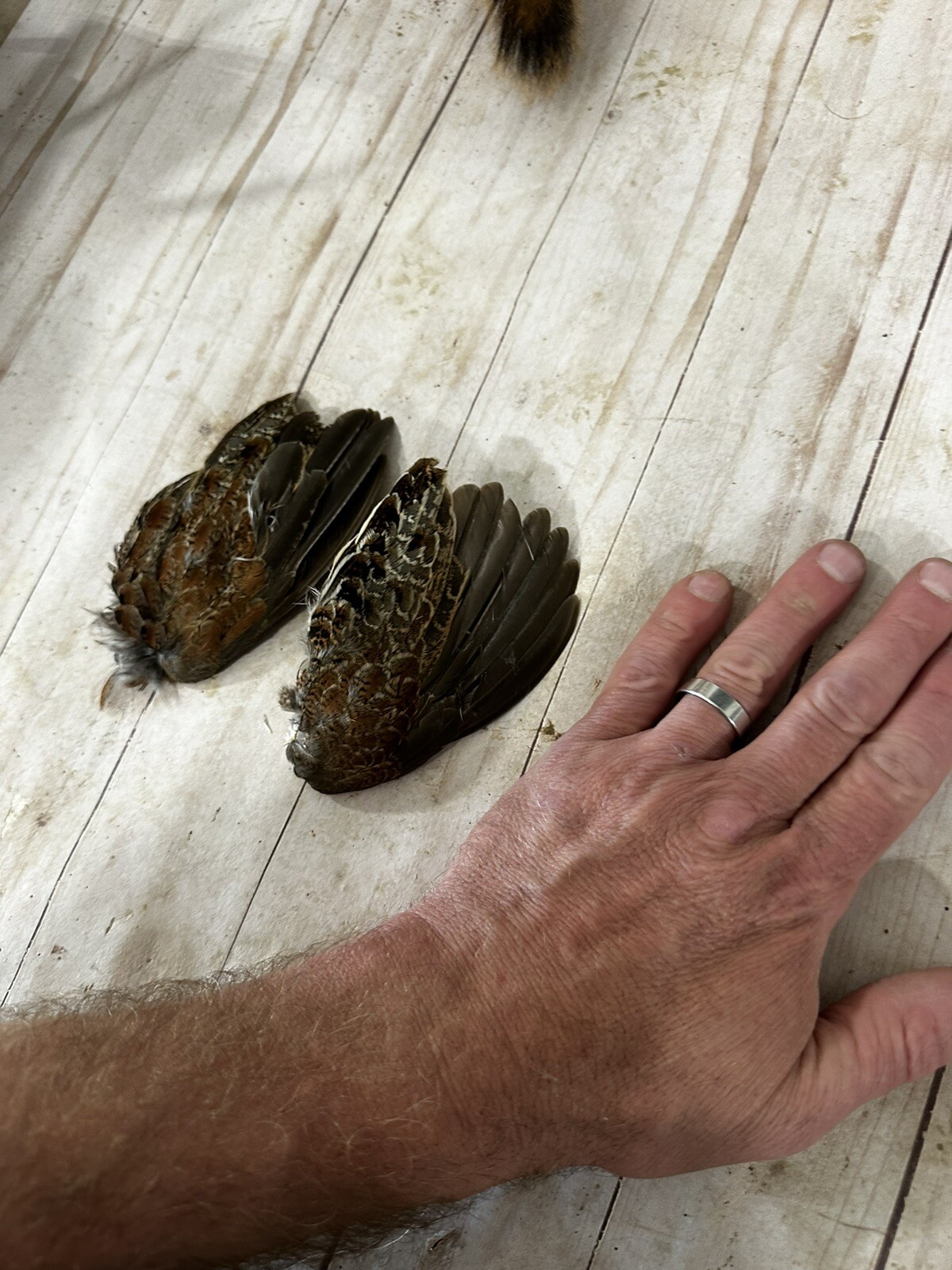 Bobwhite Quail Wings For Training, Crafts, Or Fly Tying. | eBay